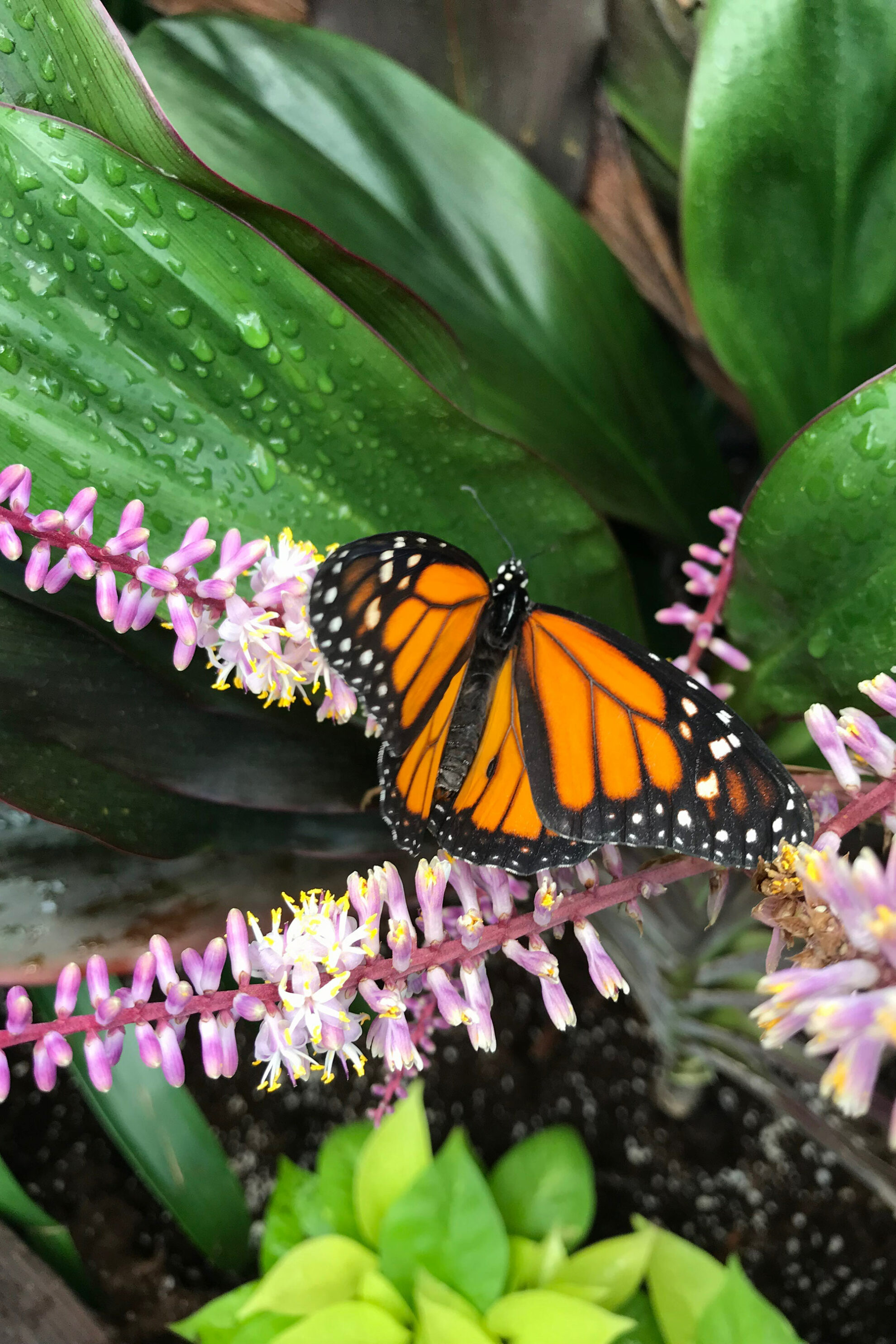 Butterflies in Flight - Canadian Museum of Nature