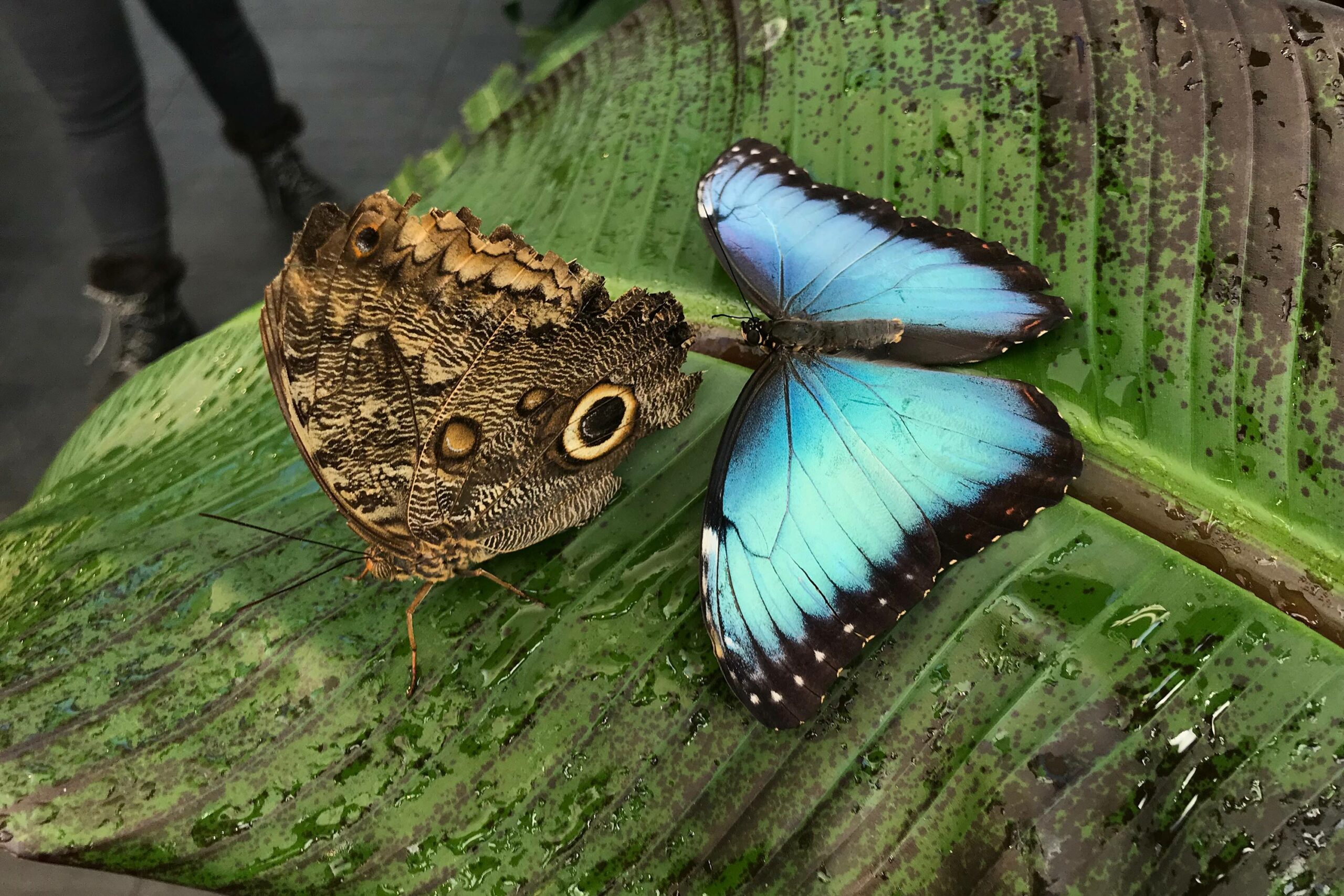 Butterflies in Flight - Canadian Museum of Nature