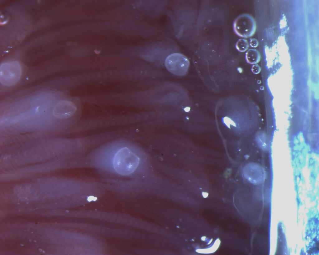 Are Invasive Fish Species Affecting the Freshwater Mussel Life Cycle ...