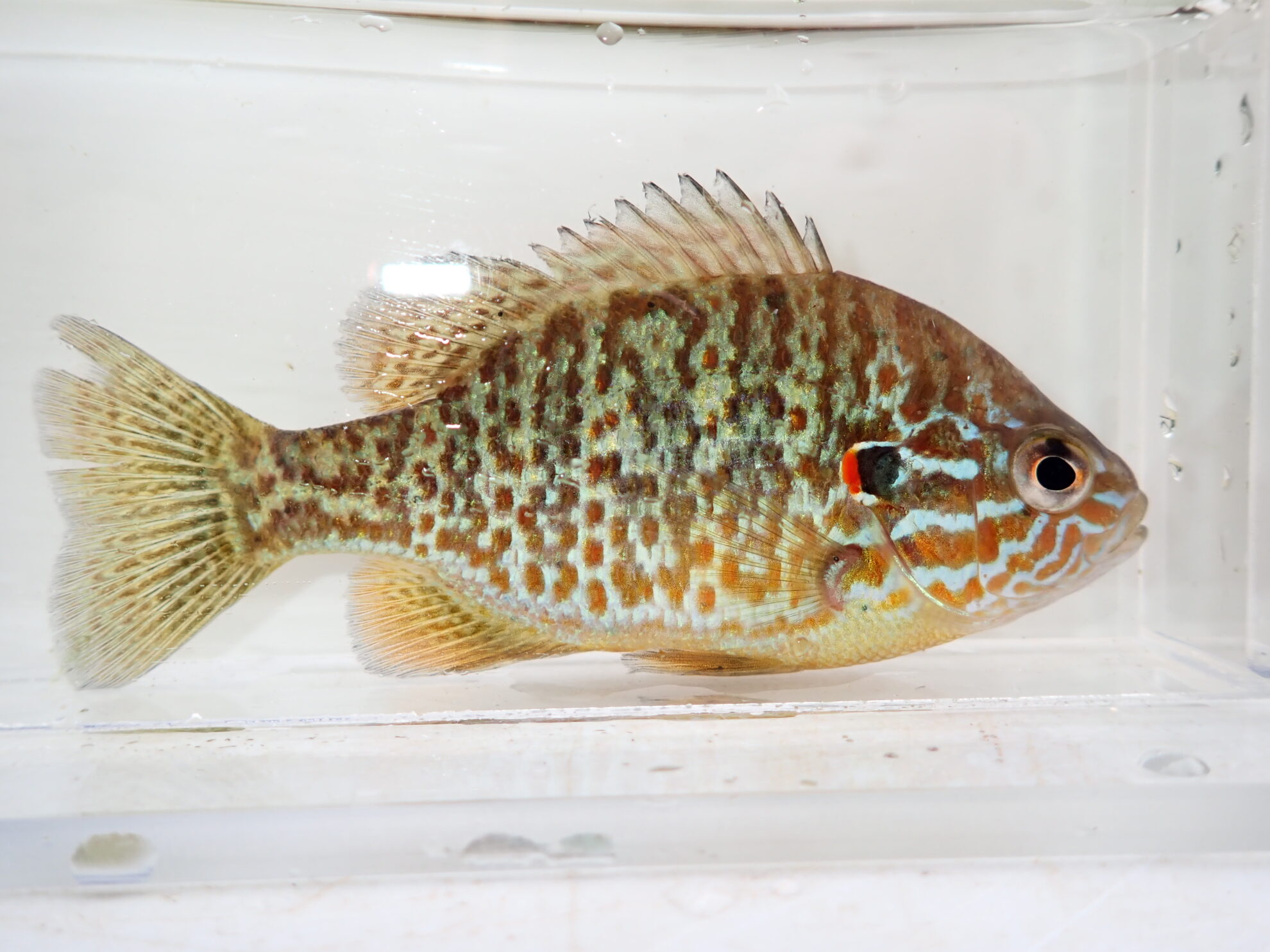 Are Invasive Fish Species Affecting the Freshwater Mussel Life Cycle ...