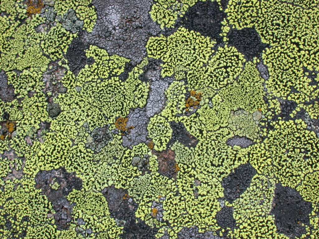 Putting Map Lichens on the Map - Canadian Museum of Nature