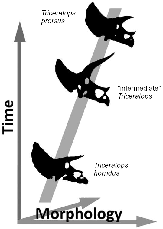 Never Enough Triceratops - Canadian Museum of Nature