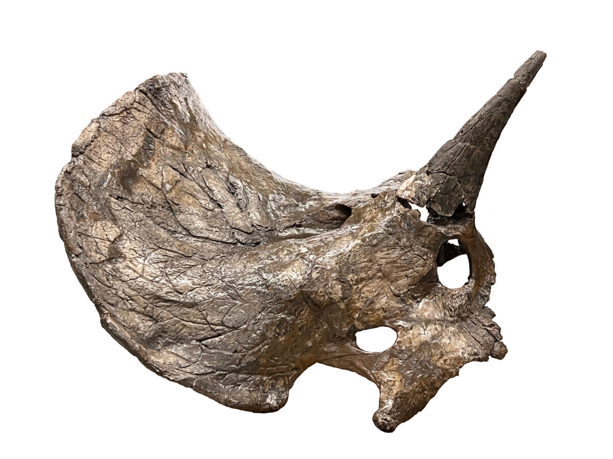 Never Enough Triceratops - Canadian Museum of Nature