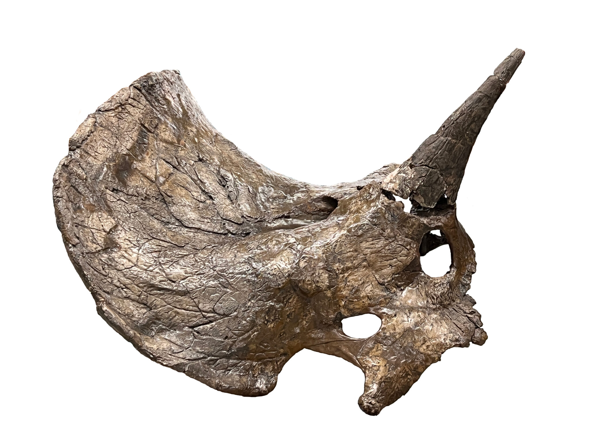Never Enough Triceratops - Canadian Museum of Nature