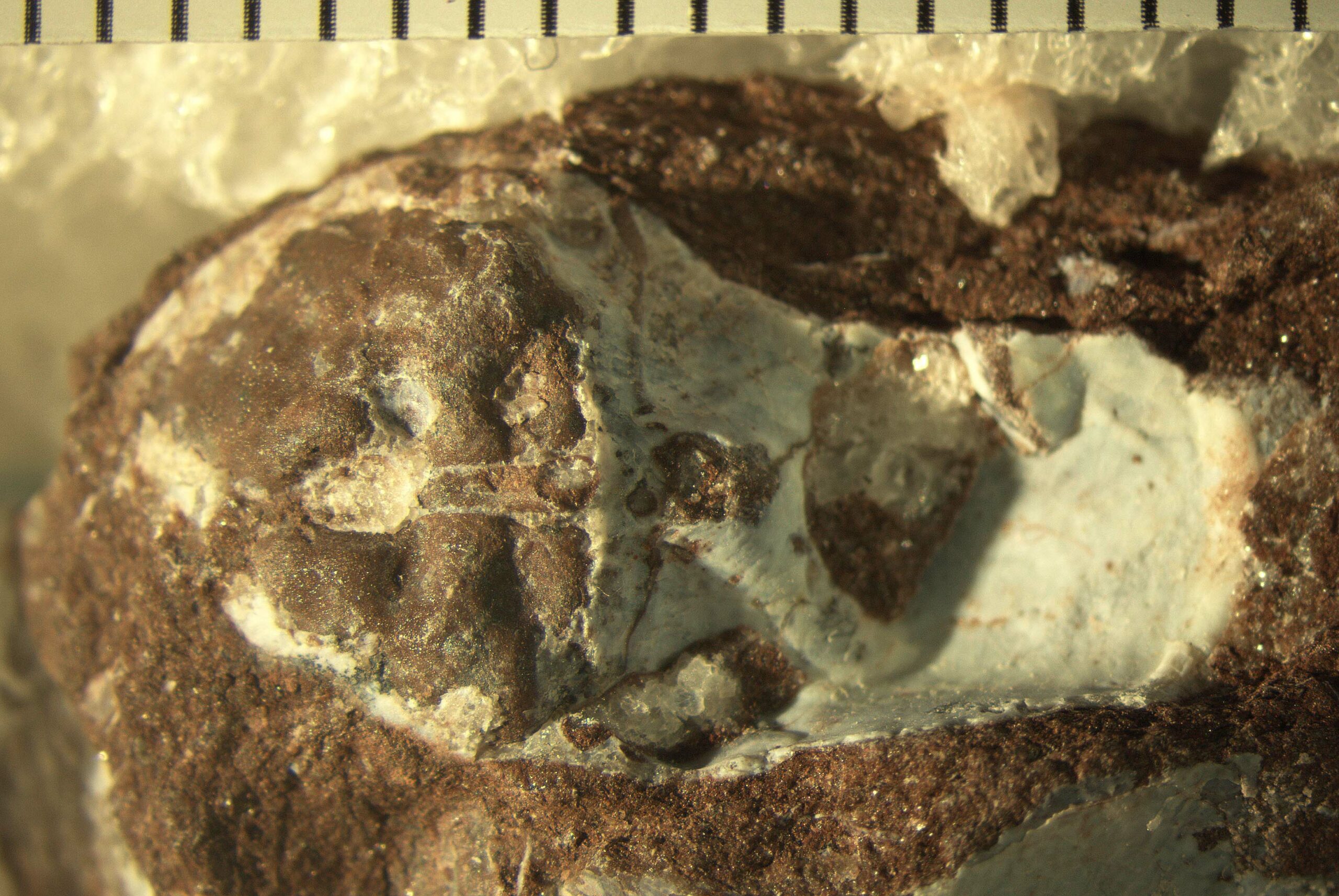 Tiny fossil offers new insights about fish evolution - Canadian Museum ...