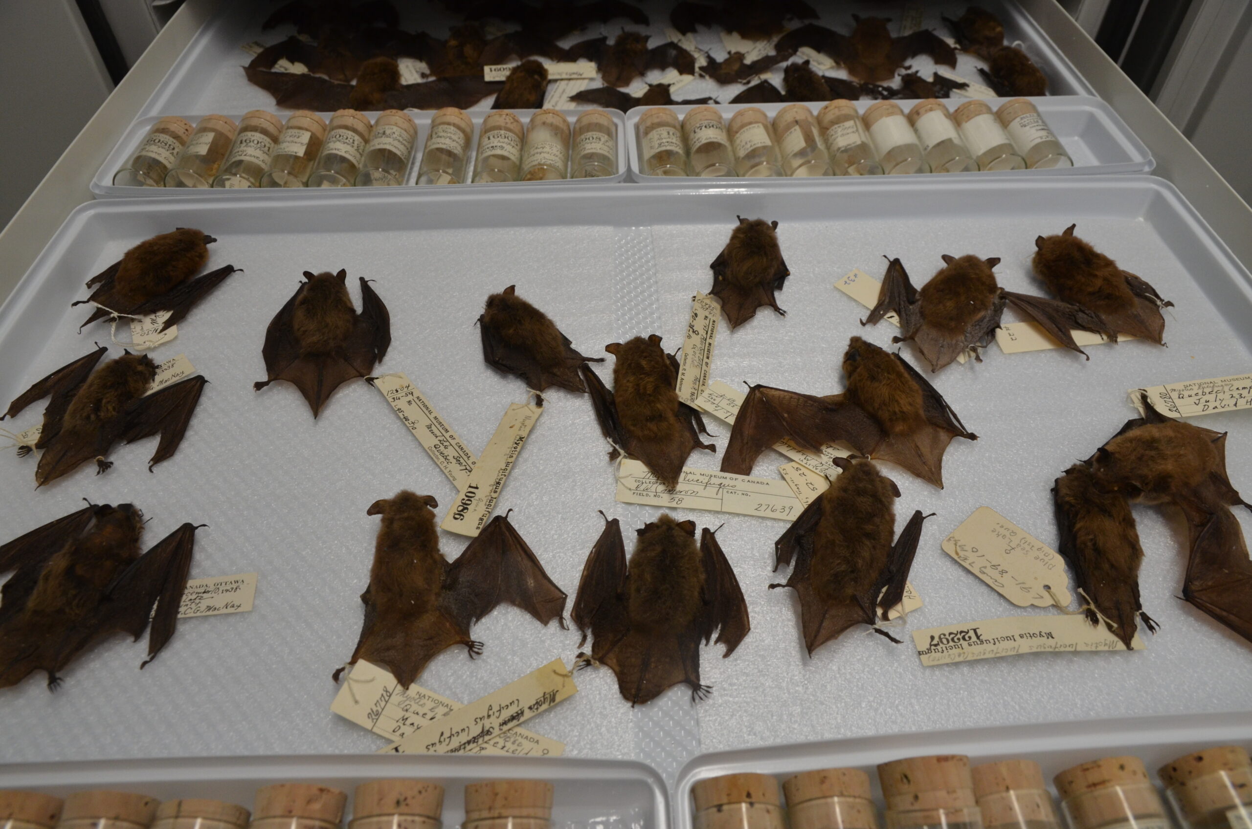 Celebrating Bats at the CMN - Canadian Museum of Nature