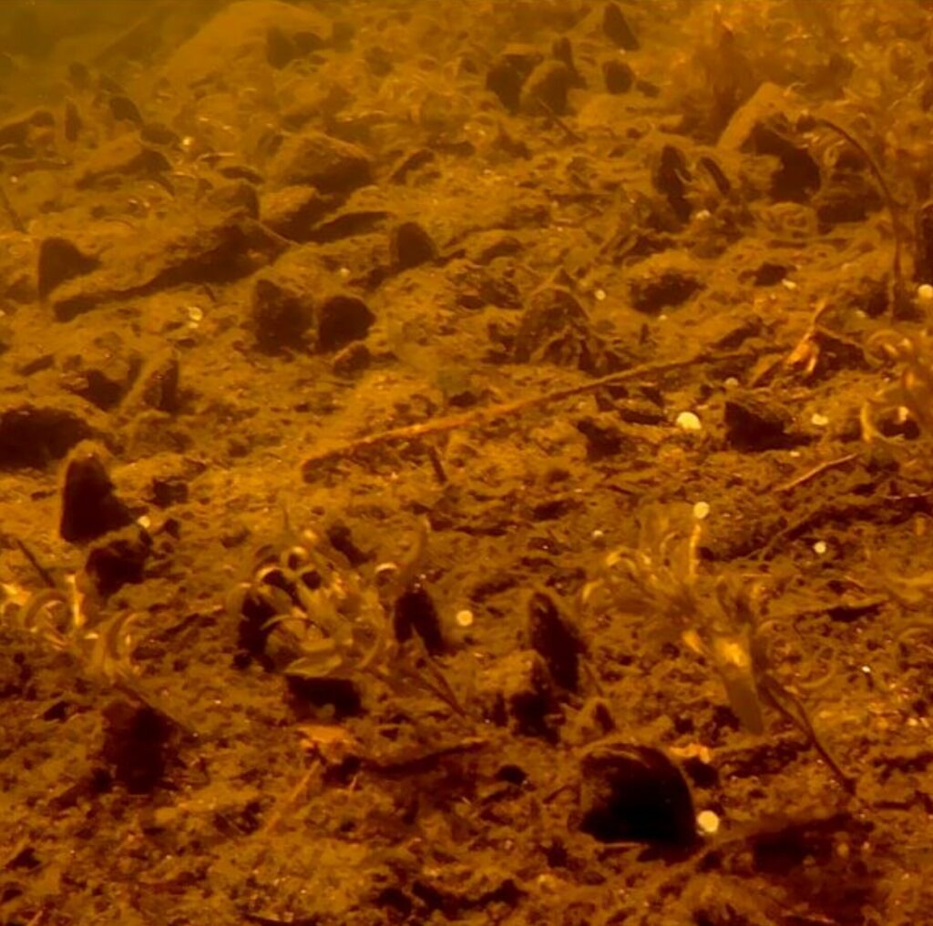 Snorkeling as a Tool for Science - Canadian Museum of Nature